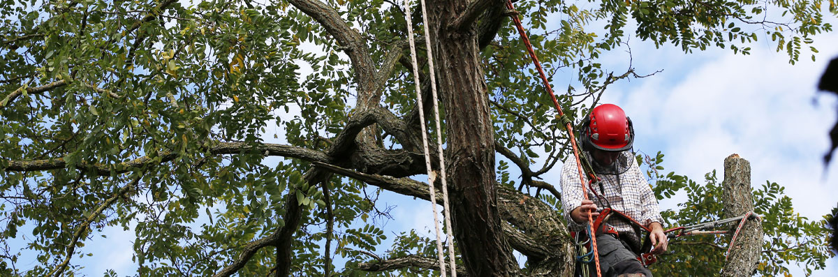 Tree TX is a Tree Care Company in Austin, TX